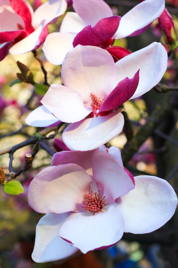 Branche Rose De Fleur De Magnolia Photo stock - Image du rose ...