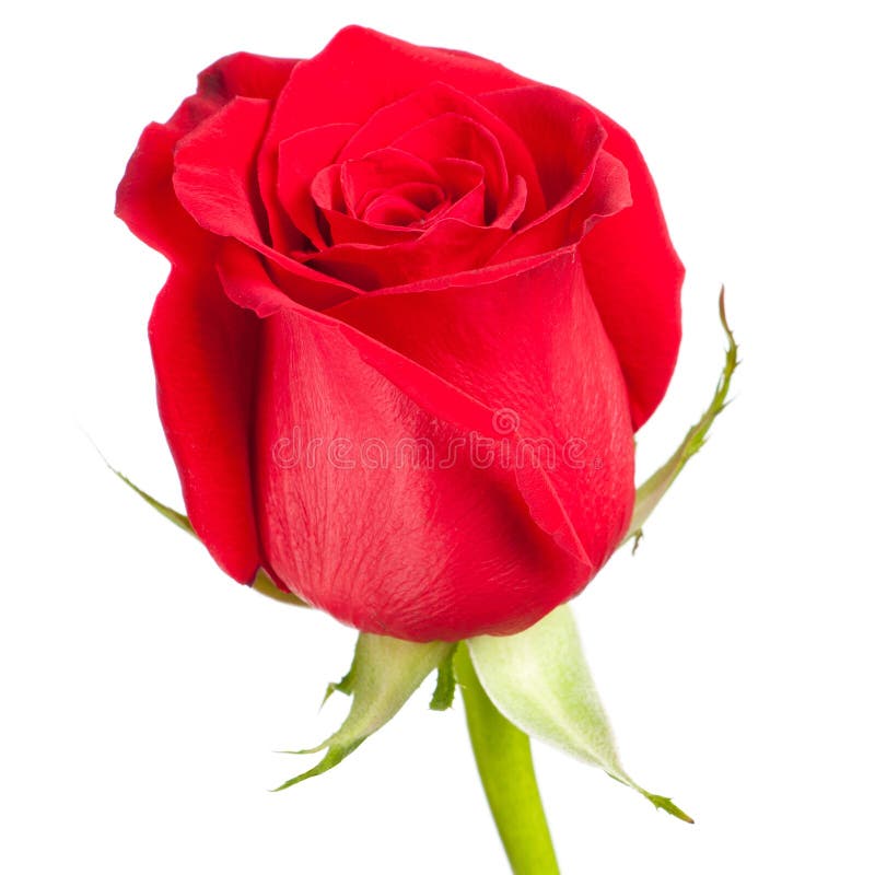 Trois Roses Rouges Lumineuses D'isolement Sur Le Fond Blanc Photo stock ...