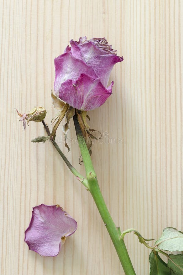 Fleur rose fanée photo stock. Image du shriveled, triste - 86323768