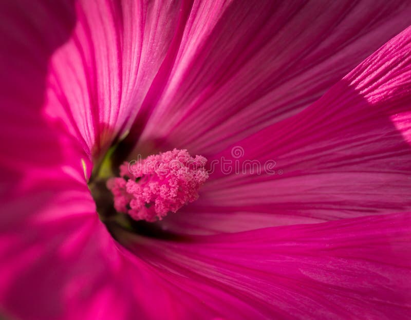 Macro fleur rose photo stock. Image du macro, normal - 10615020