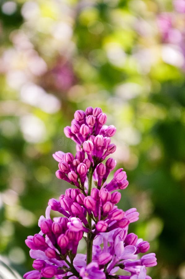 Fleur rose magnifique photo stock. Image of jardin, amusement - 53964624