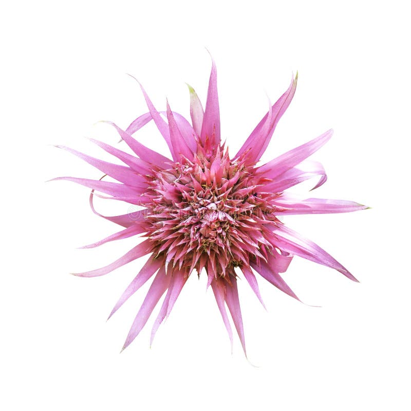 Fleur Rose Simple D'isolement Image. Image: 2158574