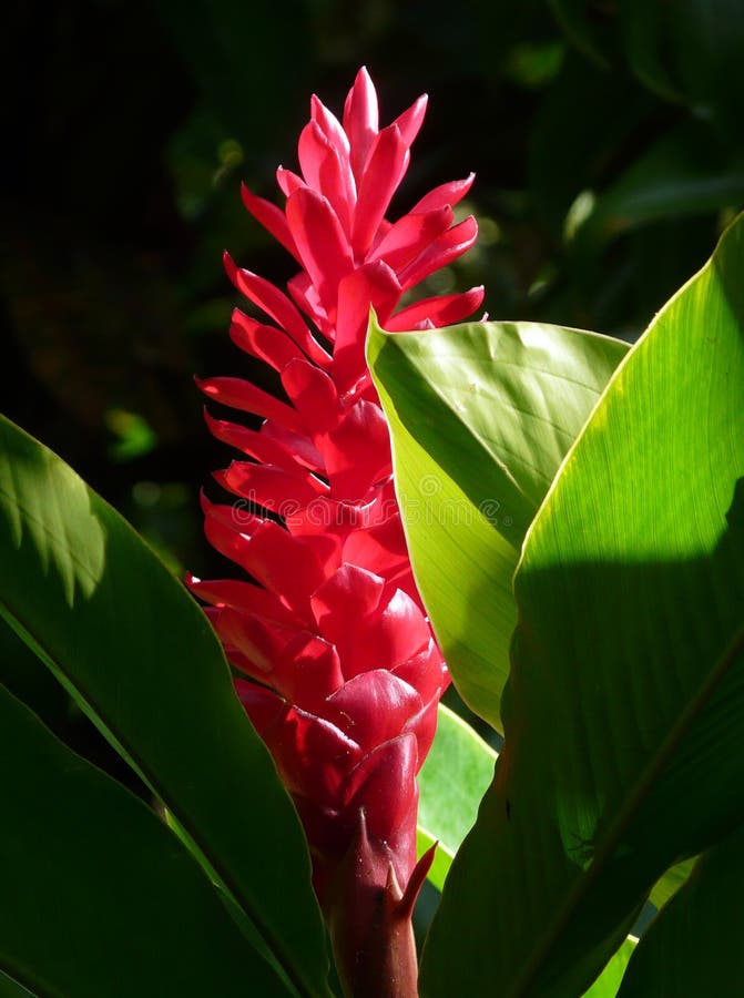 Fleur rouge image stock. Image du fleurs, vert, beau - 26345543