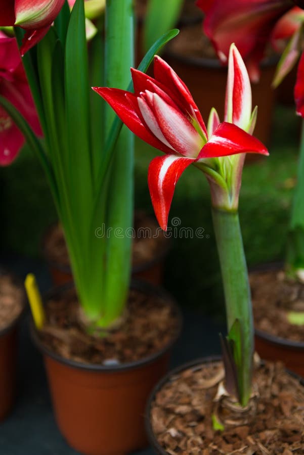 Fleur Rouge Avec Le Nom Latin Amaryllis Photo stock - Image du flore ...