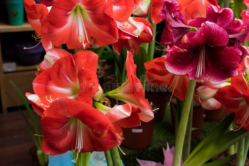 Fleur Rouge Avec Le Nom Latin Amaryllis Photo stock - Image du lumineux ...