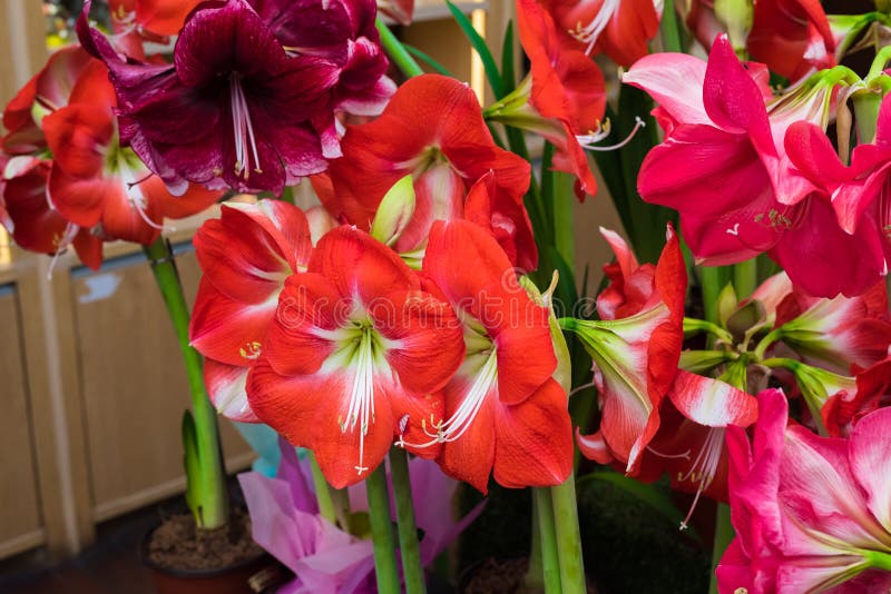 Fleur Rouge Avec Le Nom Latin Amaryllis Photo stock - Image du lumineux ...