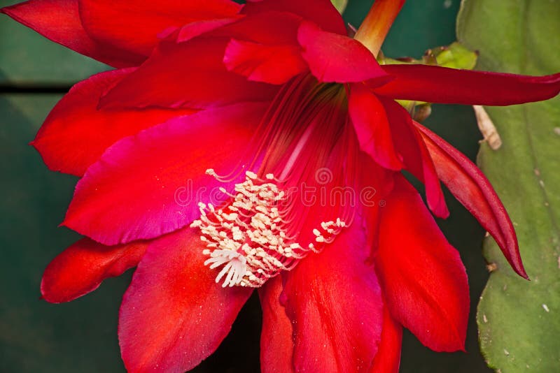 Fleur Rouge De Cactus (epiphyllum De Schlumbergera) Photo stock - Image ...