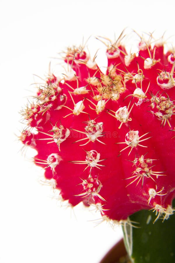 Fleur rouge de cactus photo stock. Image du succulent - 4531290