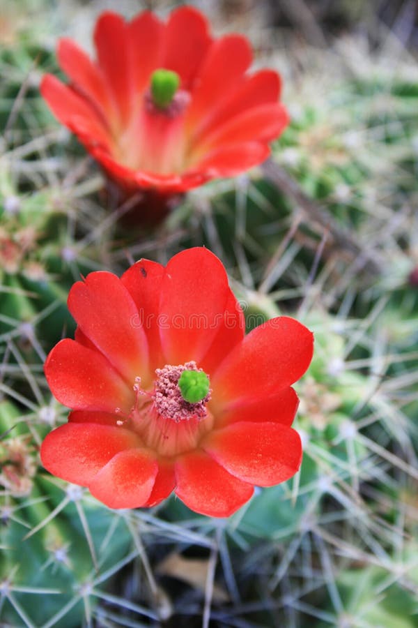 Fleur rouge de cactus image stock. Image du bourgeon, épines - 5311207