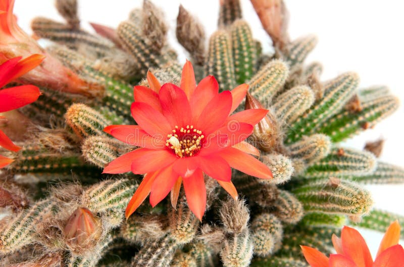 Fleur Rouge De Cactus Au-dessus De Blanc Image stock - Image du rouge ...