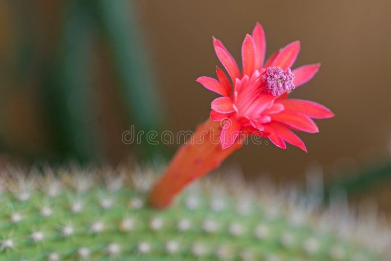 138 Photos de Cactus De Queue De Rat - Photos de stock gratuites et ...