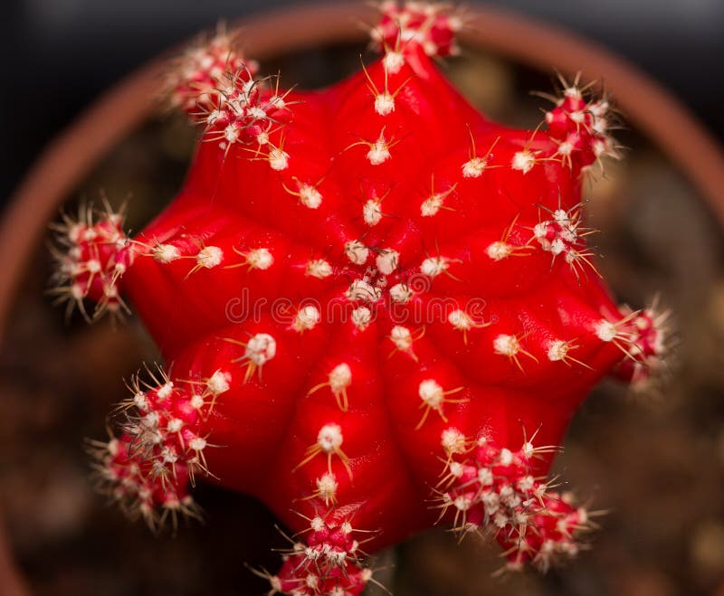 Fleur rouge de cactus image stock. Image du désert, brillant - 40633775
