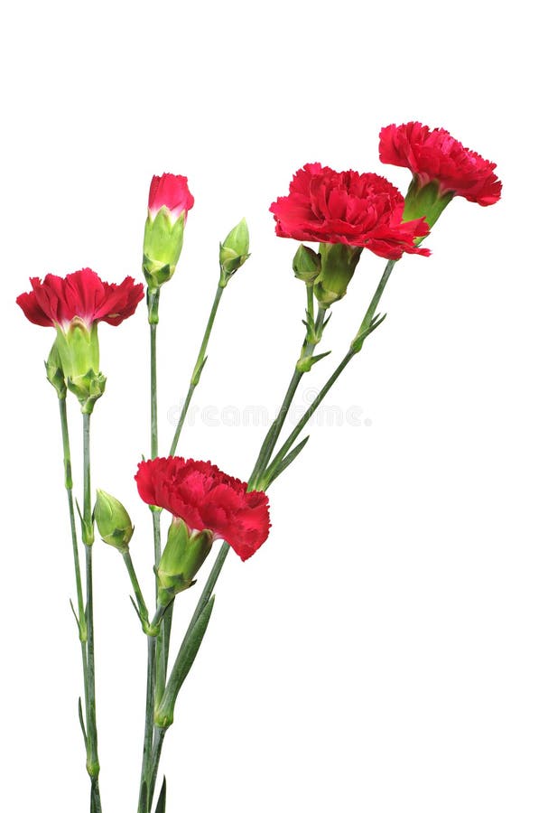 Fleur Rouge De Clous De Girofle Photo stock - Image du fermer, vivacité ...