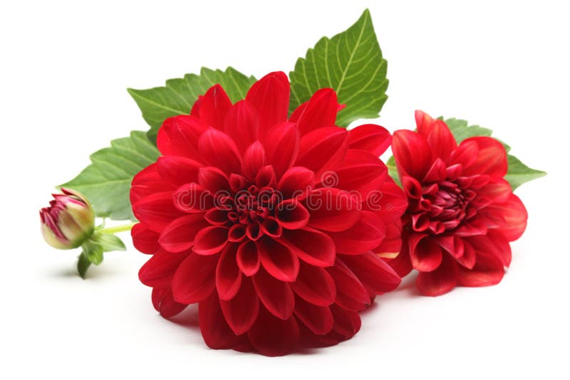 Fleur rouge de dahlia image stock. Image du ressort, nature - 30588017