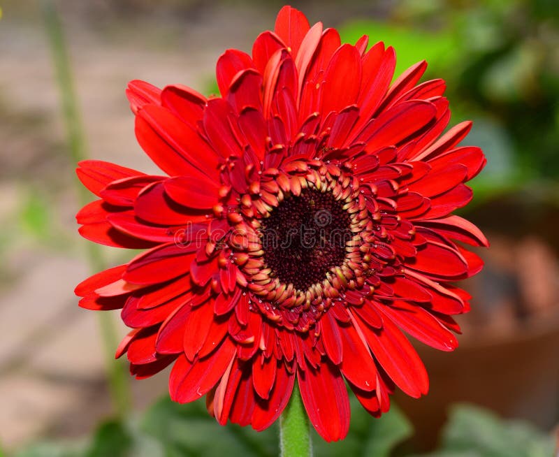 Fleur rouge de gerbera photo stock. Image du floraison - 108046090