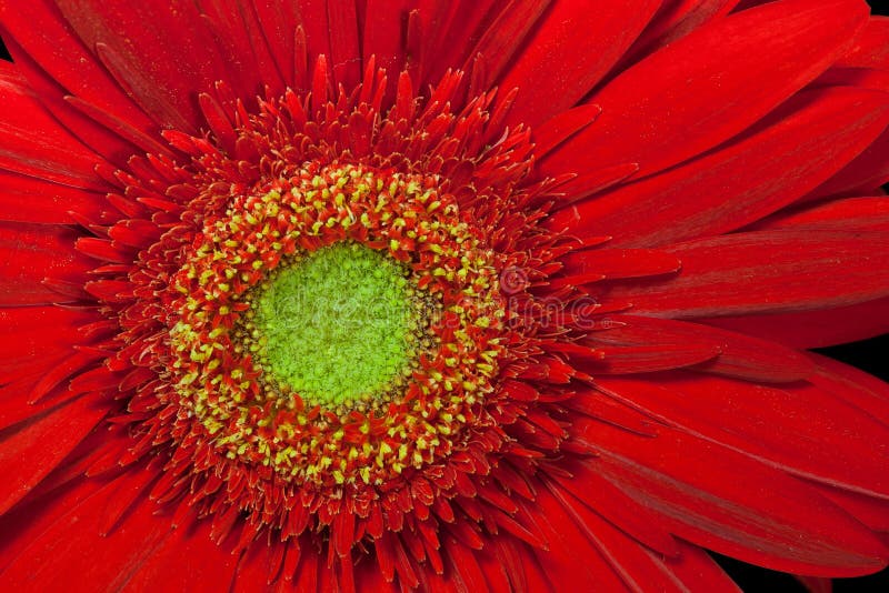 Fleur rouge de gerbera photo stock. Image du macro, fond - 108046090