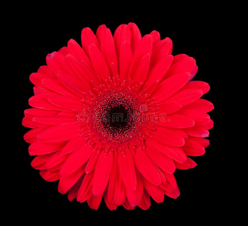 Fleur rouge de gerbera image stock. Image du tête, ressort - 22829531