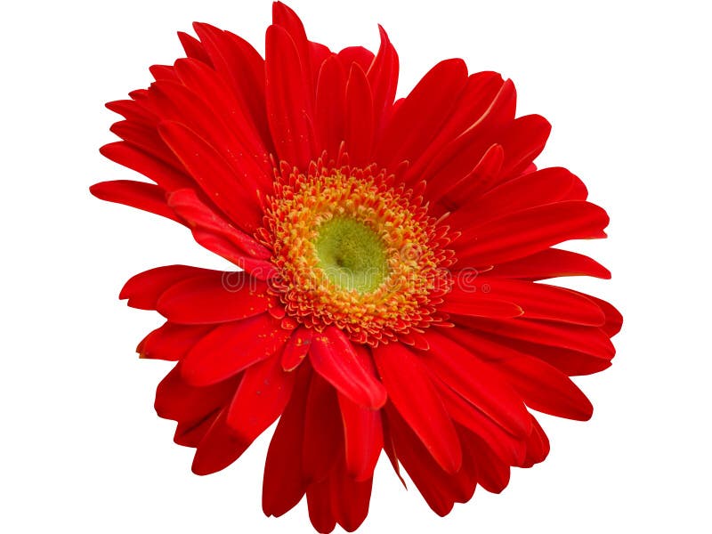 Fleur Rouge De Gerbera D'isolement Avec Le Format De Png Image stock ...