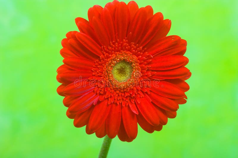 Fleurs Rouges De Gerbera De Marguerite Photo stock - Image du beau ...