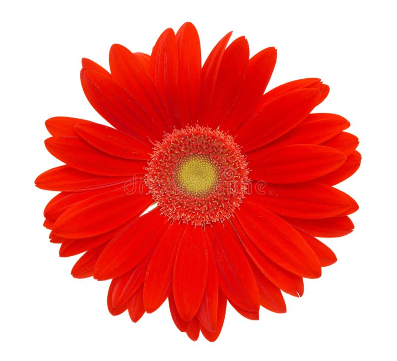 Fleur rouge de marguerite image stock. Image du beauté - 1778301