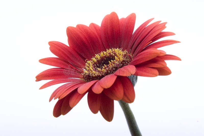 Images Fleur Rouge De Marguerite - Téléchargez 37,768 Photos libres de ...