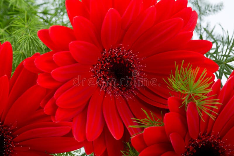 Fleur Rouge De Marguerite De Gerbera Photo stock - Image du fleur ...