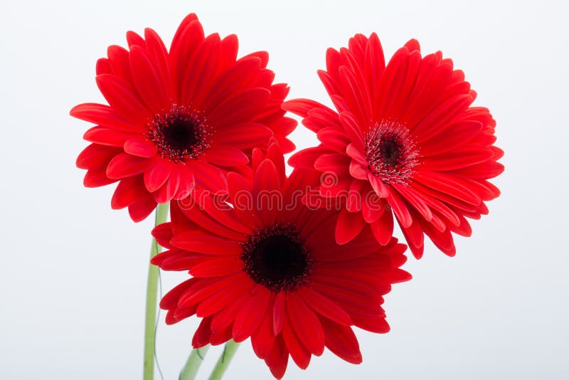 Fleur Rouge De Marguerite De Gerbera Photo stock - Image du fleur ...
