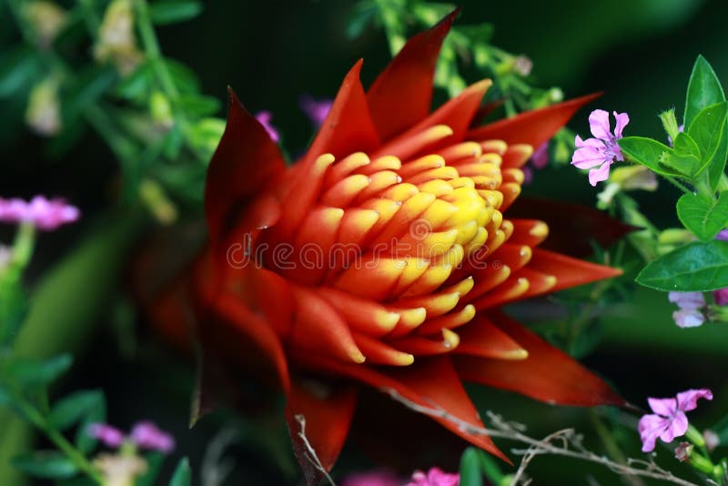 Fleur Rouge Et Jaune Exotique Photo stock - Image du couleur, jardinage ...