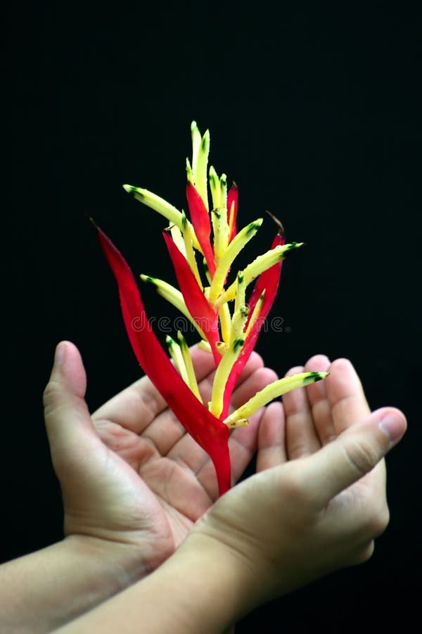 Fleur Rouge Et Jaune Tropicale Disponible Image stock - Image du forêt ...