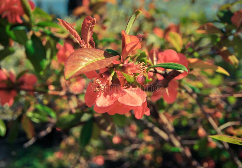Fleur Rouge Sur Un Arbre Au Printemps Photo stock - Image du ...