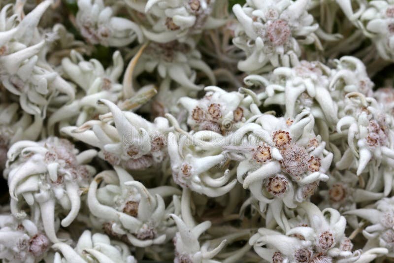 Fleurs D'Edelweiss, Leontopodium, Fleur De Montagne Photo stock - Image ...