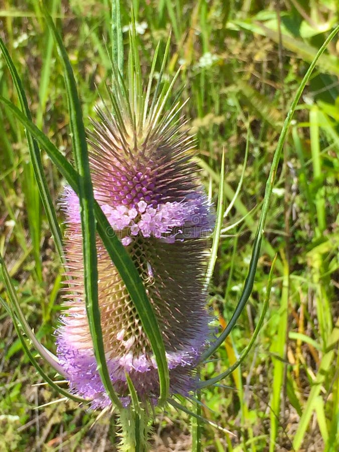 Fleur Sauvage D'herbe De Chardon Photo stock - Image du beauté ...