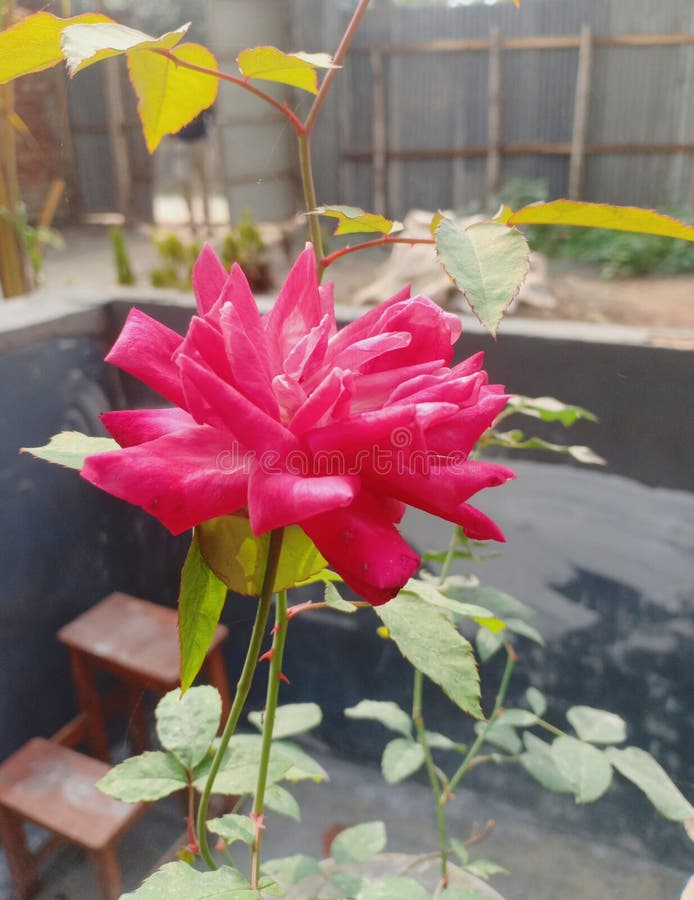 Fleur seule image stock. Image du pétale, jardin, arbuste - 211279759