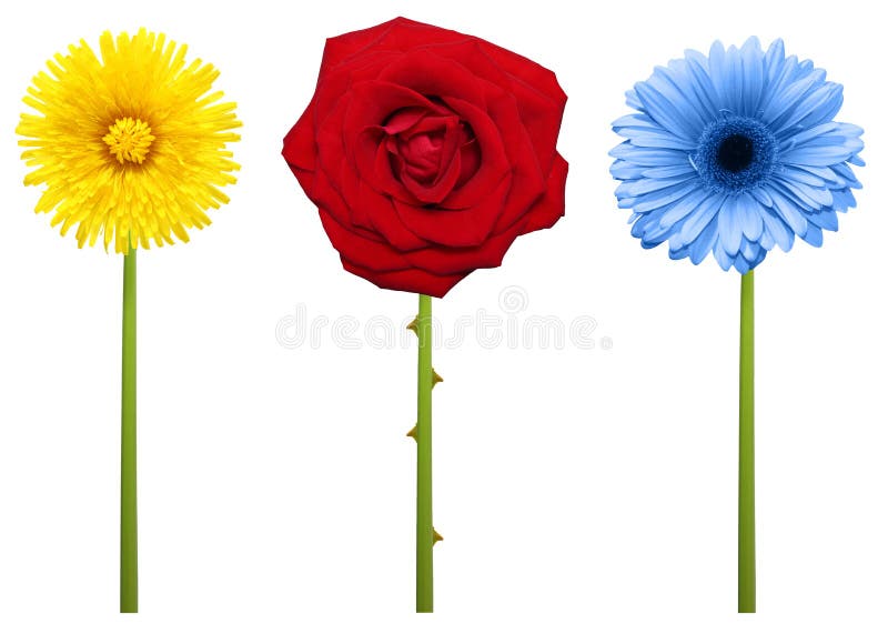 Fleur simple photo stock. Image du fleurs, simple, wheaton - 200083240