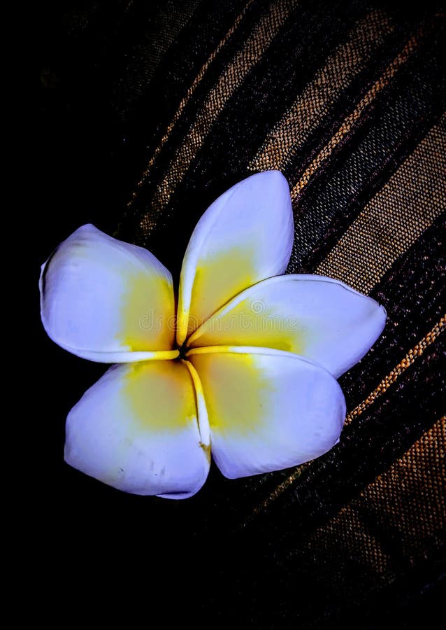 Fleur simple photo stock. Image of fleurs, simple, wheaton - 200083240