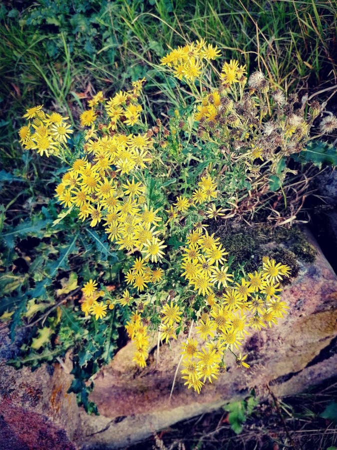 Fleur - Roche - Arbre : Interdépendance Photo stock - Image du ...