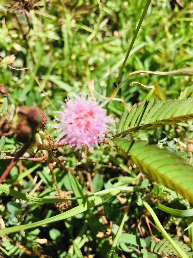 Fleur Timide De La Princesse Image stock - Image du timide, fleur ...