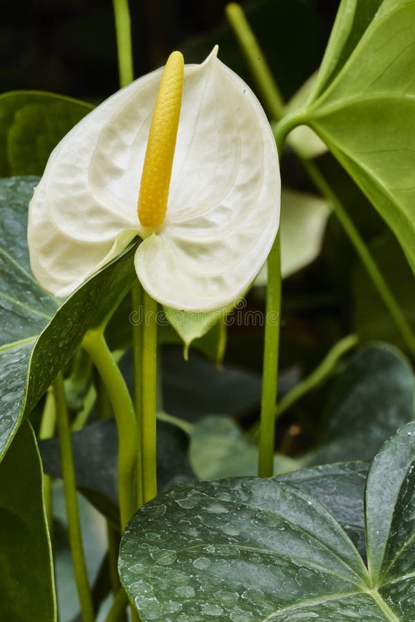 Fleur de Kala photo stock. Image du kala, fleur - 18790682