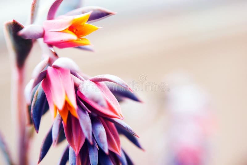 Fleur Tropicale Rare image stock. Image of violette, beauté - 40876151