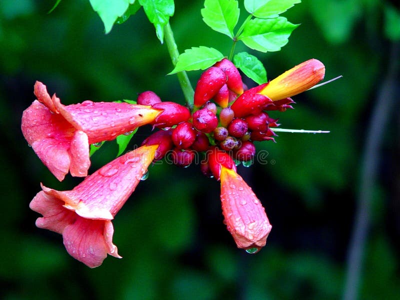 Fleur tubulaire photo stock. Image du fleur, photographié - 91470626