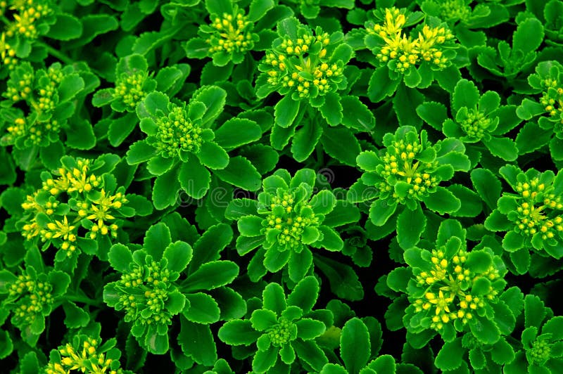 Fleur verte image stock. Image du été, vert, jardin, jardinage - 3526635