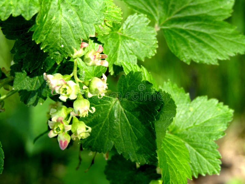 Fleurs De La Groseille Rouge, Rubrum De Ribes, Sur La Branche Avec Le ...