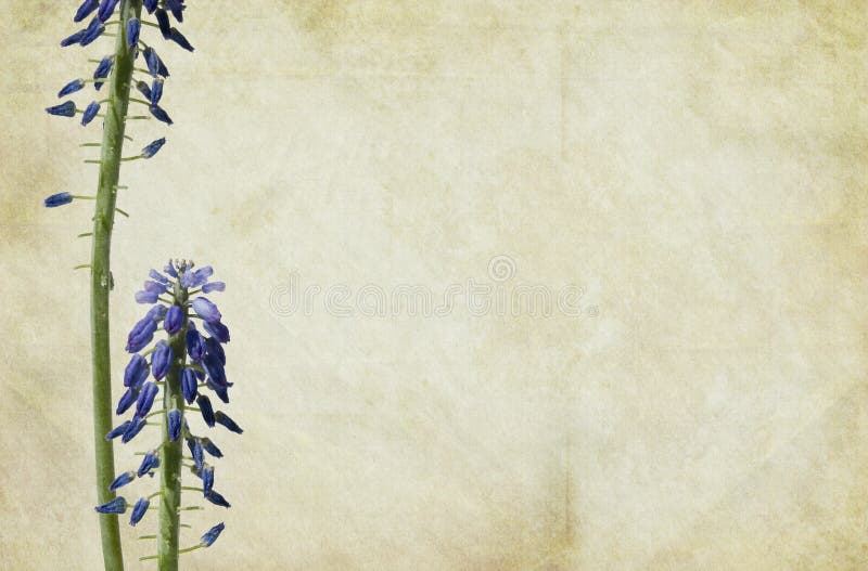 Fleurit La Jacinthe De Raisin Illustration Stock - Illustration du ...