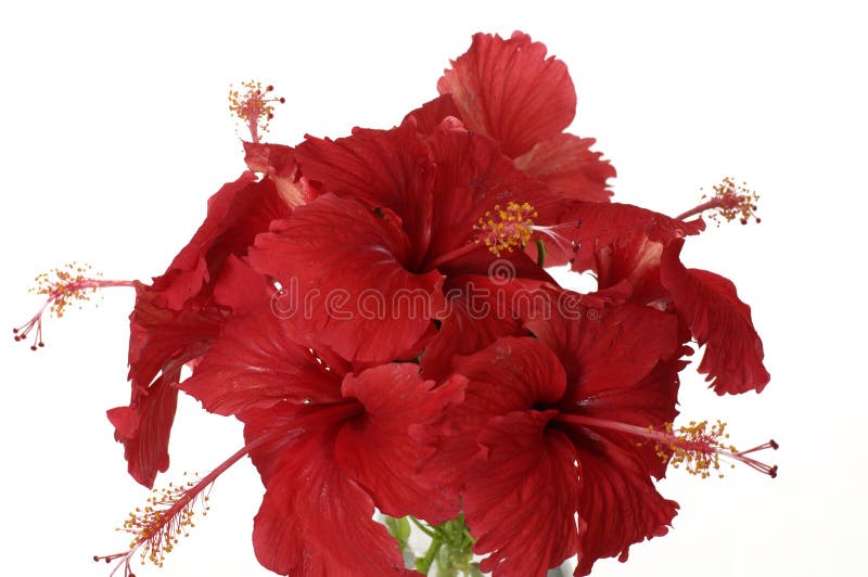 Fleurit le rouge image stock. Image of tige, isolement - 7824955