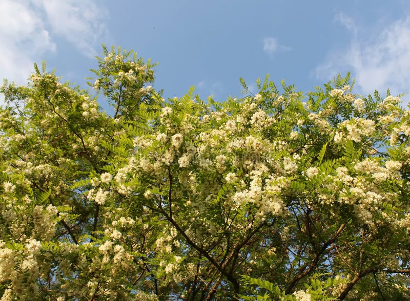 Fleurs blanches d'acacia photo stock. Image du forêt - 77133136