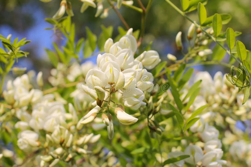Fleurs blanches d'acacia image stock. Image du jardin - 77133537