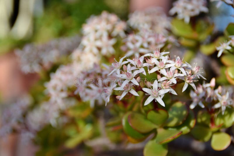 Fleurs de Crassula photo stock. Image du fermer, ressort - 13529278