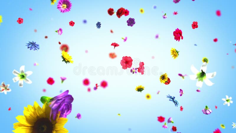 Fleurs Colorées De Explosion Dans 4K Banque De Vidéos - Vidéo du ...