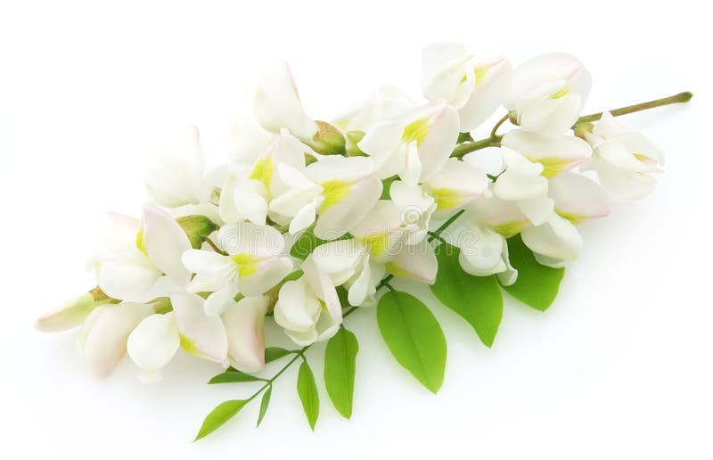 Fleurs d'acacia photo stock. Image du fleurs, vert, médecine - 14386732