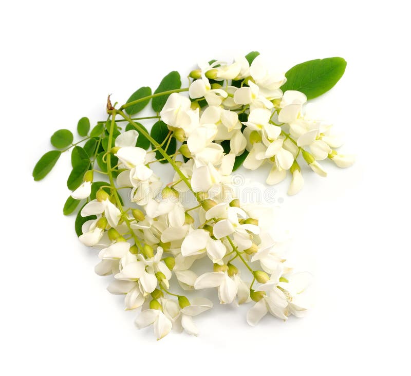 Fleurs d'acacia image stock. Image du nature, arome, médecine - 31070521